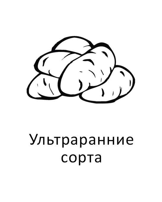 Ультраранние сорта картофеля - Компания ФОРСАГРО